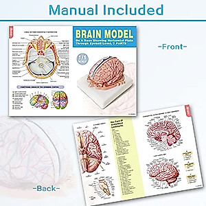 Evotech Human Brain Model w/Arteries, 7 Parts Life Size Anatomy Brain Model on a Base Show Horizontal Plain Through Eyeball Level for Science Classroom Study Display, Manual Included