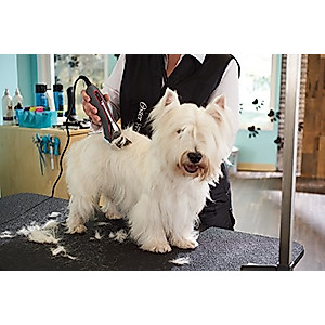 Oster A6 Cool Comfort Heavy Duty Pet Grooming Clippers with Detachable CryogenX #10 Blade, 3 Speed, Aqua Sky (078006-000-000),Black,1.75 x 1.88 x 6.90 inches