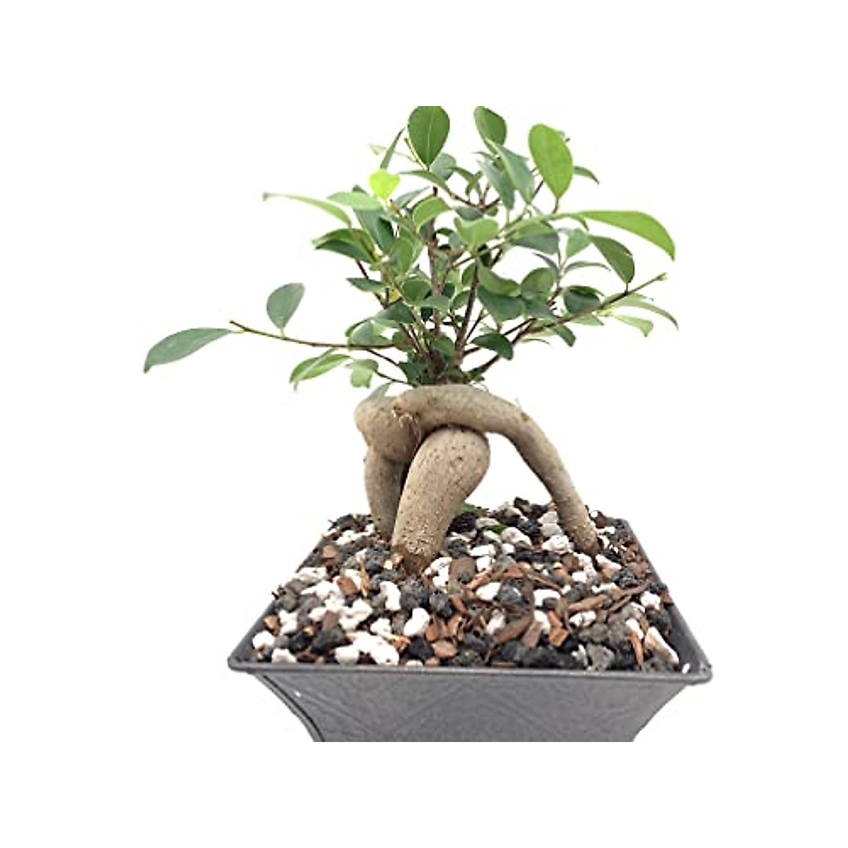 Calcined Clay for Bonsai, Succulent, Cactus | 2 Quarts Bag | 1/8” Particle Size | The Bonsai Supply