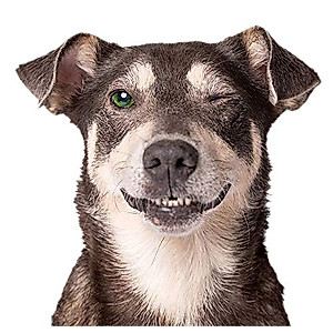 Green Leash~Hemp Oil and Seed Meal Calming Dog Treat, Anxiety Relief Aid with Wild Alaskan Salmon Oil.