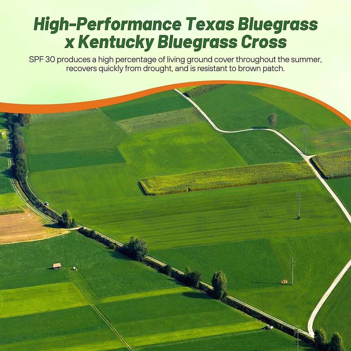 Outsidepride SPF-30 Hybrid Bluegrass Seeds - 5 lbs. Heat & Drought Tolerant, Texas Bluegrass & Kentucky Bluegrass Seed Mix for Challenging Climates, OptiGrowth Coated for Better Establishment