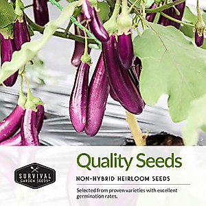 Survival Garden Seeds Eggplant Collection Seed Vault - Long Purple Italian Eggplant and Black Beauty Bell Shaped Eggplant for Your Homestead or Vegetable Garden - Non-GMO Heirloom Seeds for Planting