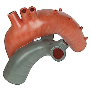 Axis Scientific Enlarged Human Heart Model, 3x Life-Size, Anatomically Accurate 3-Part Numbered Anatomical Heart Illustrates 34 Internal Structures, Magnetically Connected, Includes Product Manual