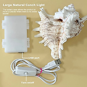 MIYA LIFE Magic Conch Shell Lamp - LED Lighted Real Conch Shell Night Light (Medium, Largest Side Around 5.5'') USB Plug & Battery Powered Seashell Lamp Sea Lamp for Bedroom Beach Themed Room Decor