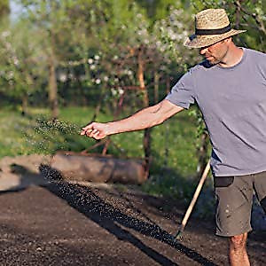 No-Till Winter Rye Seeds - 5 Lbs - Non-GMO Rye Grain Cover Crop Seeds by Mountain Valley Seed Company