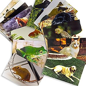 Stages Learning Materials Toddler Education Pets Posters for Class Real Photo Decor for Preschool Bulletin Boards & Circle Time 14 Large Picture Cards