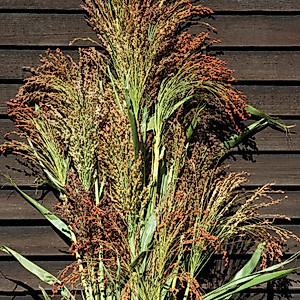 Gardening Treasures: 40 Ornamental Broom Corn Seeds