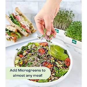 Urban Leaf Microgreens Growing Kit - Radish (Raphanus sativa), Kale (Brassica napus var pabularia), Rainbow Mix, Mustard (Brassica juncea), Spicy Mix and Broccoli Microgreens Seeds (Brassica oleracea)