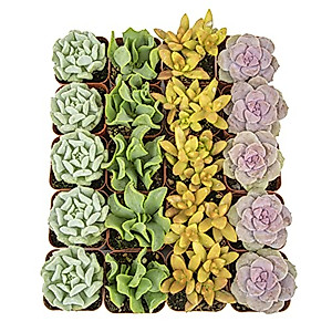 Succulents Plants Live (20PK) Potted Succulent Plants Live House Plants, Cactus Plants Live Plants Indoor Plants Live Houseplants, Indoor Plant Succulents Live Plant House Plant by Plants for Pets