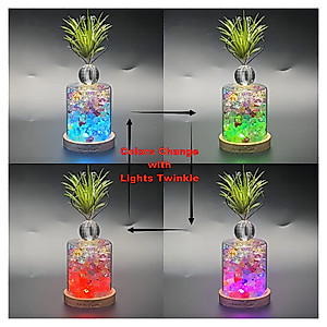 Tillandsiart 3Pack Air Plant Holders (3Pcs Air Plant Containers W/LED Lights) A decorative accessory for setting up air plant display for house decor.