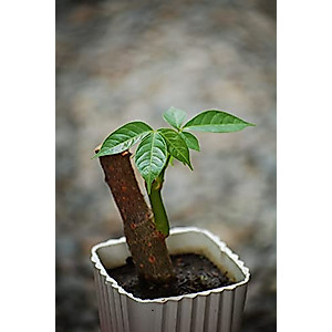 Bamboo Bonsai Plant Potting Soil Mix Peat Moss & Perlite (½ Gallon / 2 quarts). Repot Ficus, Lucky Bamboo Soil