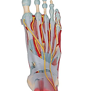 3B Scientific M34/1 Foot Skeleton w/ Ligaments and Muscles - 3B Smart Anatomy