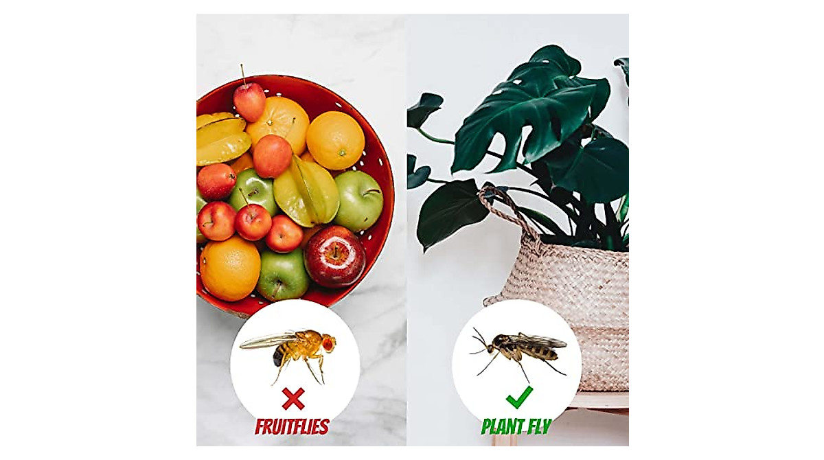 Super Ninja Gnat Traps for Indoor Plants - Effective & Eco-Friendly