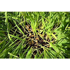 Cat Grass Seeds by Perfect Plants - 1lb. Bag - Guaranteed to Grow Non-GMO Wheat Grass Seed