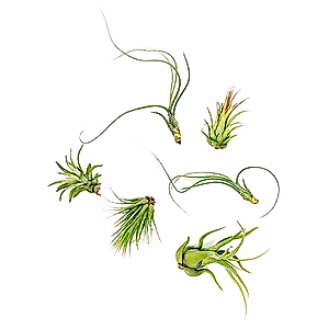 Tillandsia Air Plants Live Indoor Plants (6PK), Airplants Variety Live Plant Kit, Tropical Plants Live Houseplants, Air Plant Live Succulents Plants Live Plants Indoor House Plants by Plants for Pets
