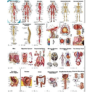 Skeletal System and Male Muscle Poster Set 24 x 36 inch, Extra Pocket Size Muscle Cards, Marker and Eraser Compatible