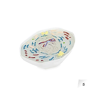 Vision Scientific VAA510 Animal Mitosis 3D Model | 9 Stage Mitosis Demonstration | Biology Classroom Cell Division Display | Detailed Open Cell Organelles | Pieces Equipped with Stand | W Manual