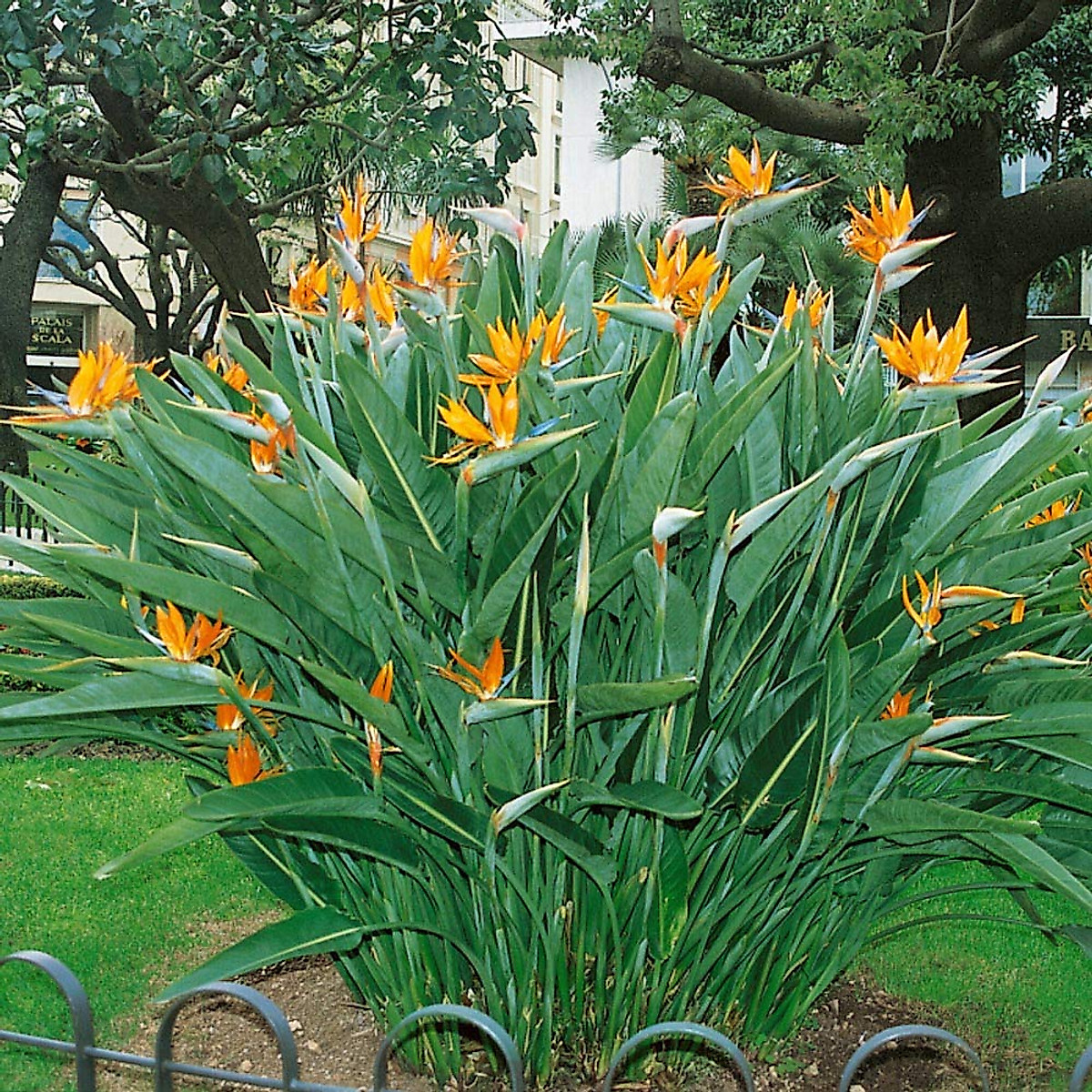 Outsidepride Bird of Paradise Plant Flower Seed - 15 Seeds