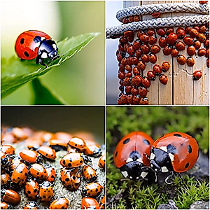 Bazos 1500 Live Ladybugs - Bugs for Garden - Ladybugs - Guaranteed Live Delivery, Black (LB-00)