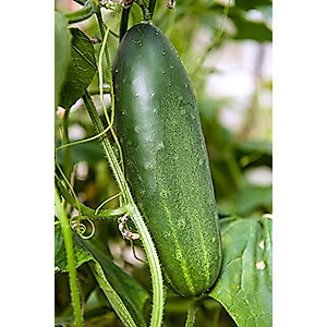 "Straight Eight" Cucumber Seeds for Planting, 150+ Heirloom Seeds Per Packet, (Isla's Garden Seeds), Non GMO Seeds, Botanical Name: Cucumis Sativis, 90% Germination Rate