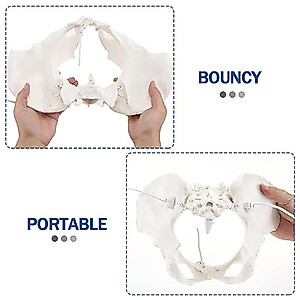 LYOU Life Size Female Pelvis Model, Flexible Female Anatomy Model, Hip Bone Pelvic Anatomical Model for Science Education Midwife in Obstetrics, Gynecology & Patent Communication