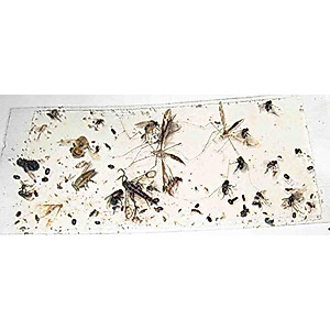 10 Pk Camel Cricket/Roach/Scorpion Sticky Traps