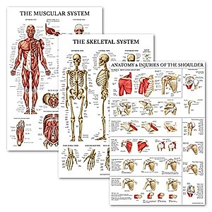 Palace Learning 3 Pack - Muscle + Skeleton + Anatomy & Injuries of the Shoulder Poster Set - Muscular and Skeletal System Anatomical Charts - Laminated - 18" x 24"