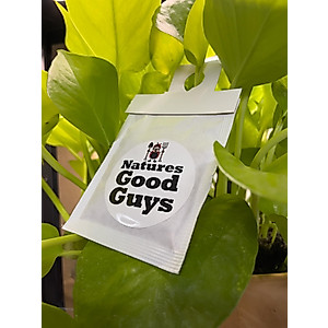 Natures Good Guys - Amblyseius swirskii (10 Sachets with 250 Mites)