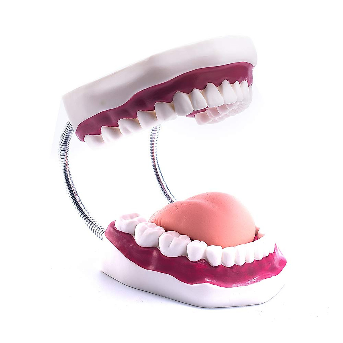 Easyinsmile Mouth Model for Speech Therapy 6 Times Enlarge Dental Tooth Brushing Model with Tube Bent Teeth Care