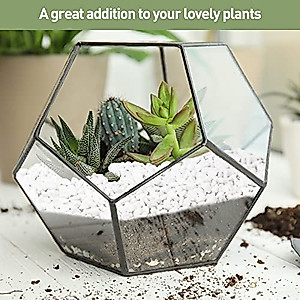 GASPRO 5lbs Gravel, 1/5 Inch White Rocks for Plants, Vases, Natural Decorative Pebbles for Succulents, Terrarium, Cactus, Matte Texture