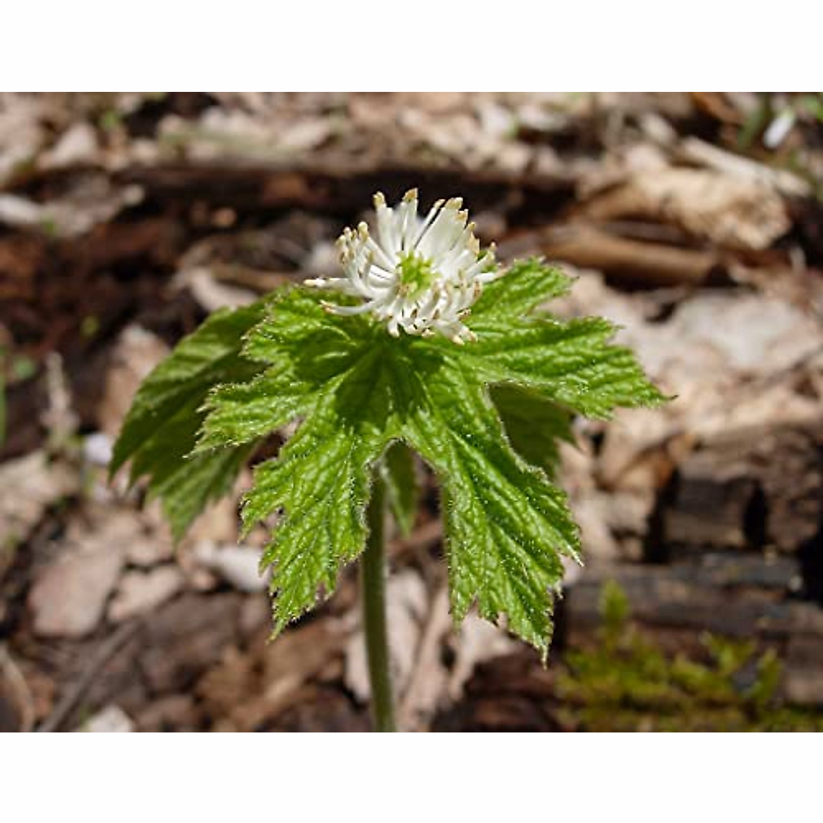 Goldenseal Plant Bare Roots Perennial for Planting - 12 Roots Planting Growing Outdoor Indoor Perennial Ornaments Can Grow Pots Gift Garden