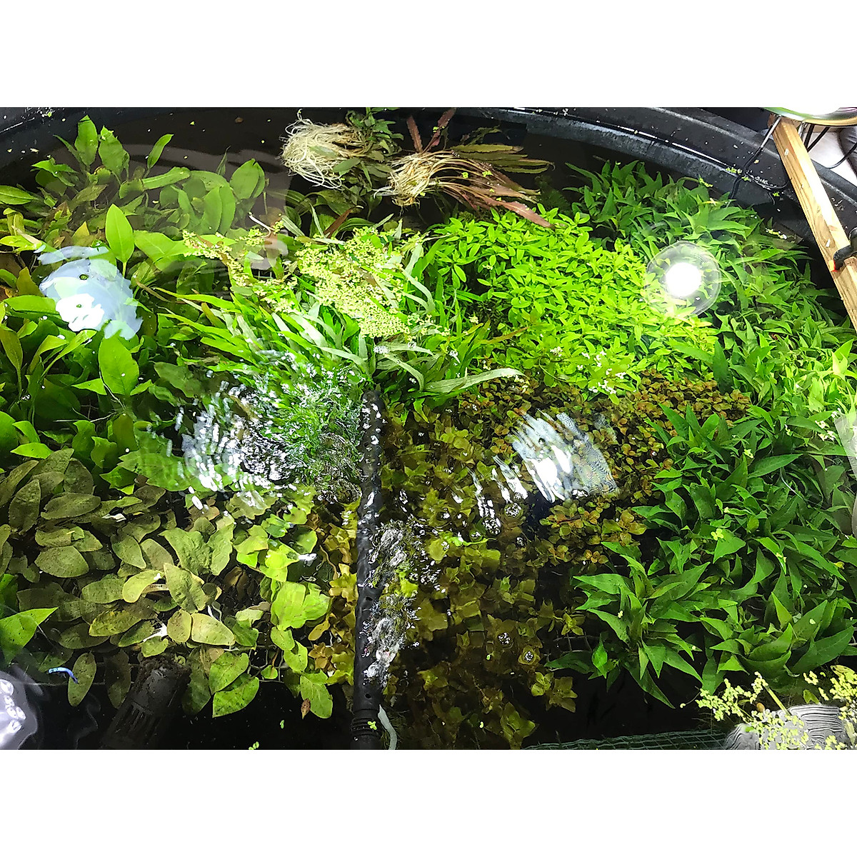 Marcus Fish Tanks Red Myrio Myriophyllum Heterophyllum Foxtail Watermilfoil Live Aquarium Plants