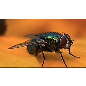 Digital Macro +10 Achromatic Close-Up Screw Mount Lens (72mm)