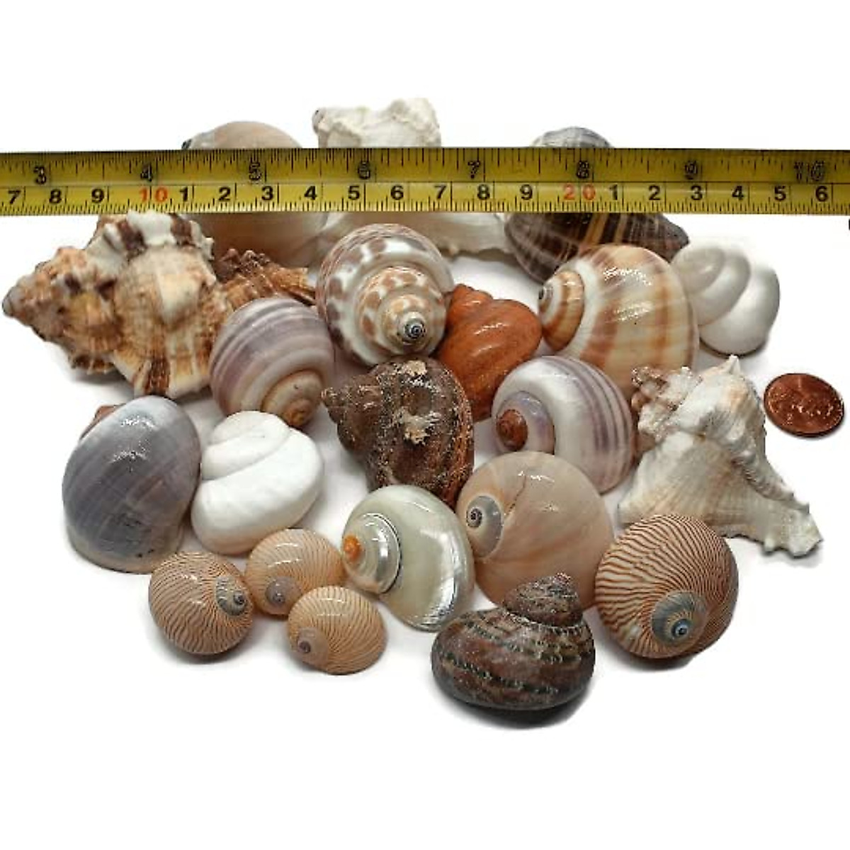 18 Natural Hermit Crab Shells 1"- 3" Opening 0.8"-1.5" Hermit Crab Supplies Pearl Turbo Seashell for Décor