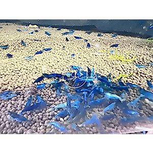 Swimming Creatures 10 Blue Dream(Grade A+) Neocaridina Freshwater Aquarium Shrimp. Live Arrival Guarantee.