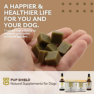 Pup Shield Digestive Support D-Fender Drops Supplement Fast Digestion Vitality | Natural Probiotic Gut Support Soothes Stomach Supports Regularity Real-Pumpkin Flavor Liquid Digestive Aid for Dogs