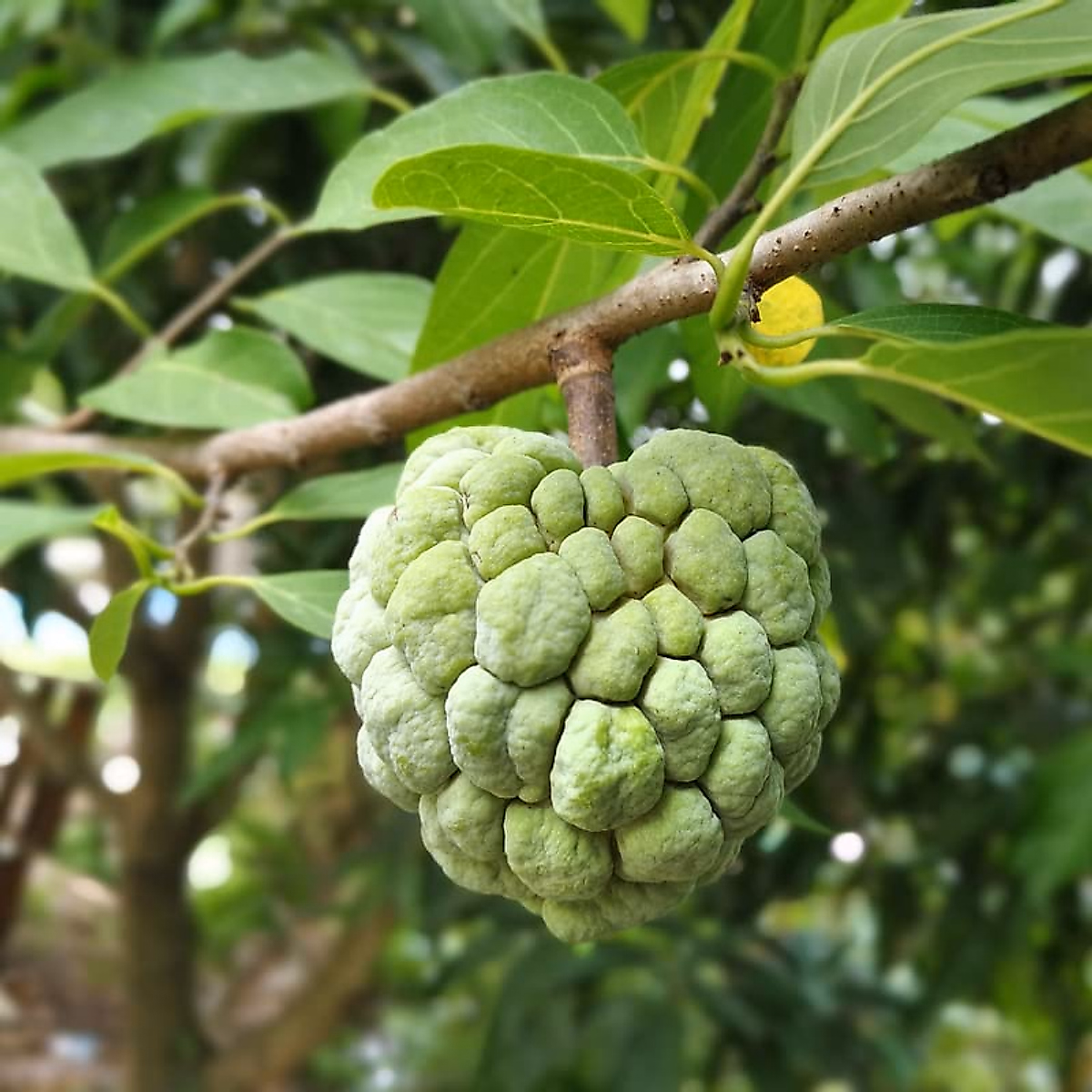 1 Sugar Apple Plant Live Fruits 8 Inc Tall for Planting Ornaments Perennial Garden Simple to Grow Pots Gifts