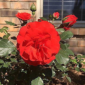 Nelson Plant Food Rose Food for All Types of Roses Climbing Tea Knock Outs Grandiflora with Five Sources of Nitrogen Nutri Star 18-14-10 (2 LB)