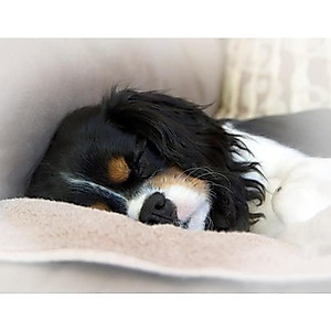 CafePress Cavalier King Charles Spaniel Mug Ceramic Coffee Mug, Tea Cup 11 oz