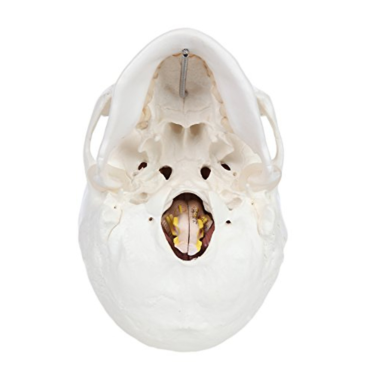3-Part Human Skull Model, Removable 8-Part Brain, Anatomically Correct Brain Model for Neuroscience, Life Size Plastic Skull Mold from Real Skull, Detailed Product Manual, Made by Axis Scientific