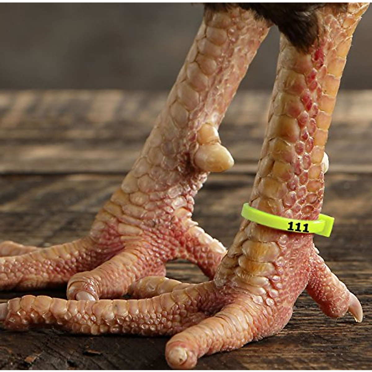 50 ZBand Numbered Poultry Leg Bands Fluorescent ~ Fits Sizes 6 to 14