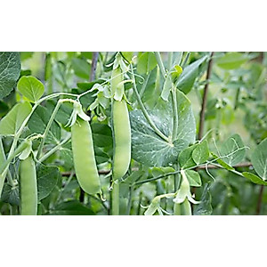 Sugar Snap Pea Seeds for Planting - Pisum Sativum - Heirloom Non-GMO Vegetable Seeds for Planting a Home Garden by RDR Seeds