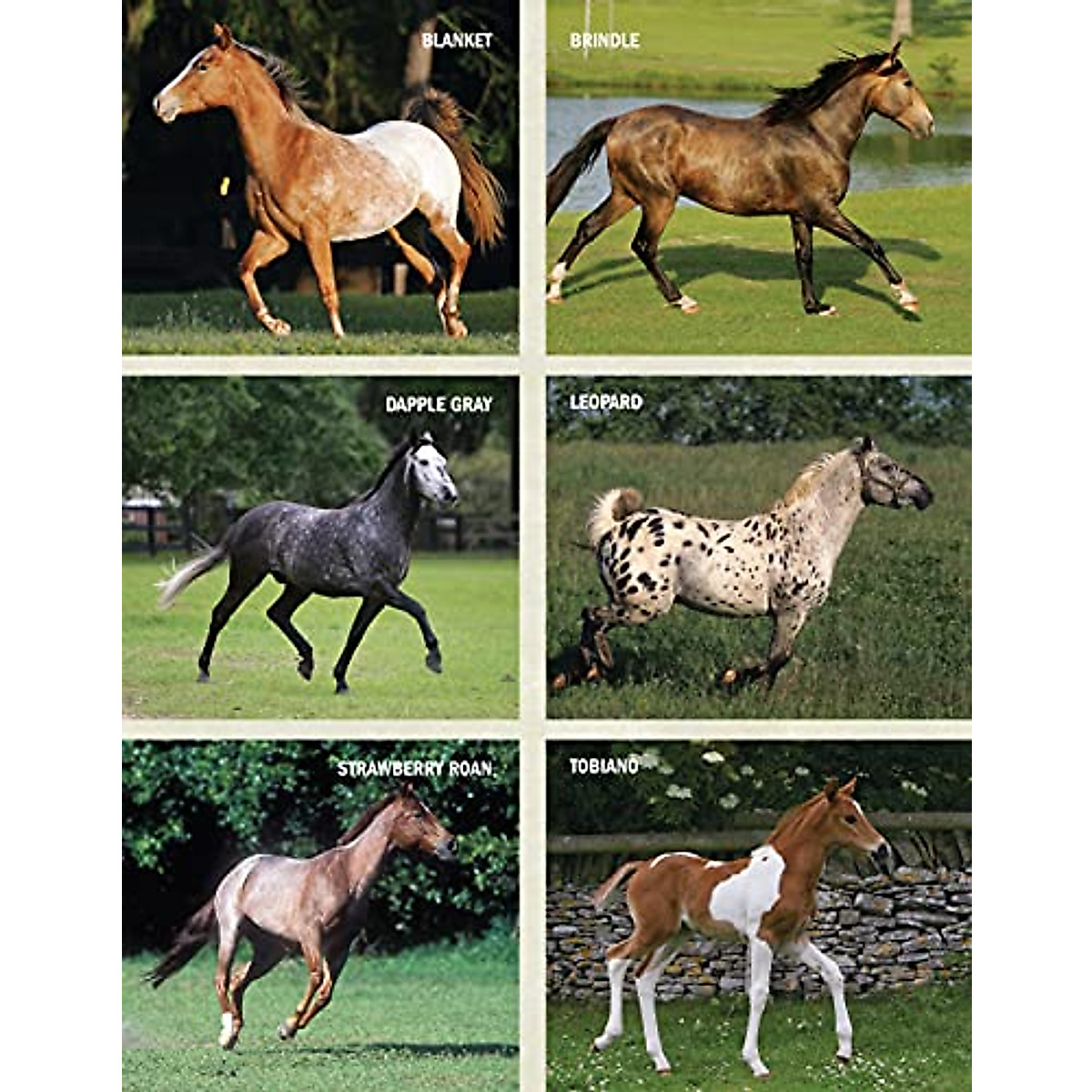 The Original Horse Bible, 2nd Edition: The Definitive Source for All Things Horse (CompanionHouse Books) 210 Breed Profiles, Training Tips, Riding Insights, Competitive Activities, Grooming and Health