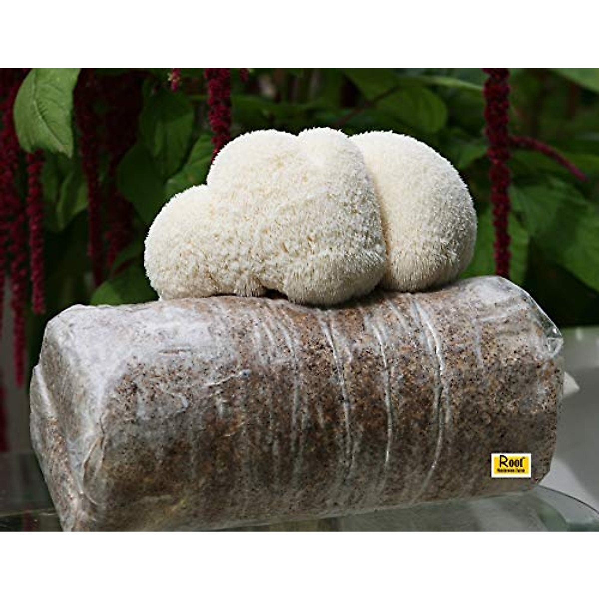 Lion's Mane Grow Kit (one kit), 3.2 Pound Log