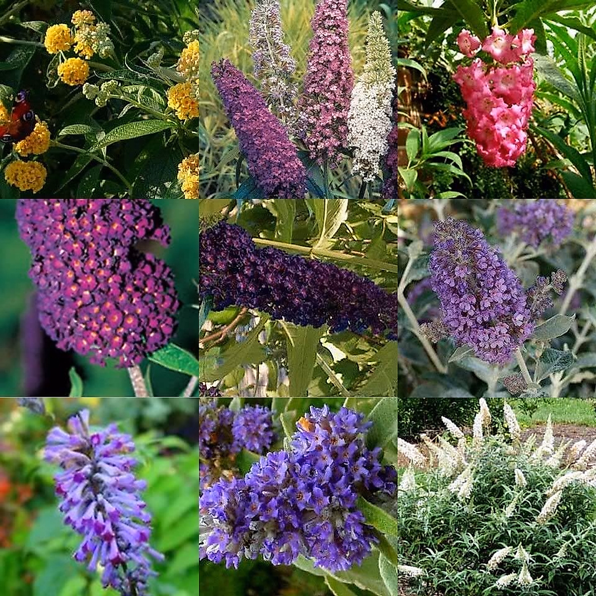 GardenGeng 300+ Butterfly Bush Seeds - Non-GMO - Perennial Mix Color Butterfly Bush Seeds for Planting Outdoor/Home Garden