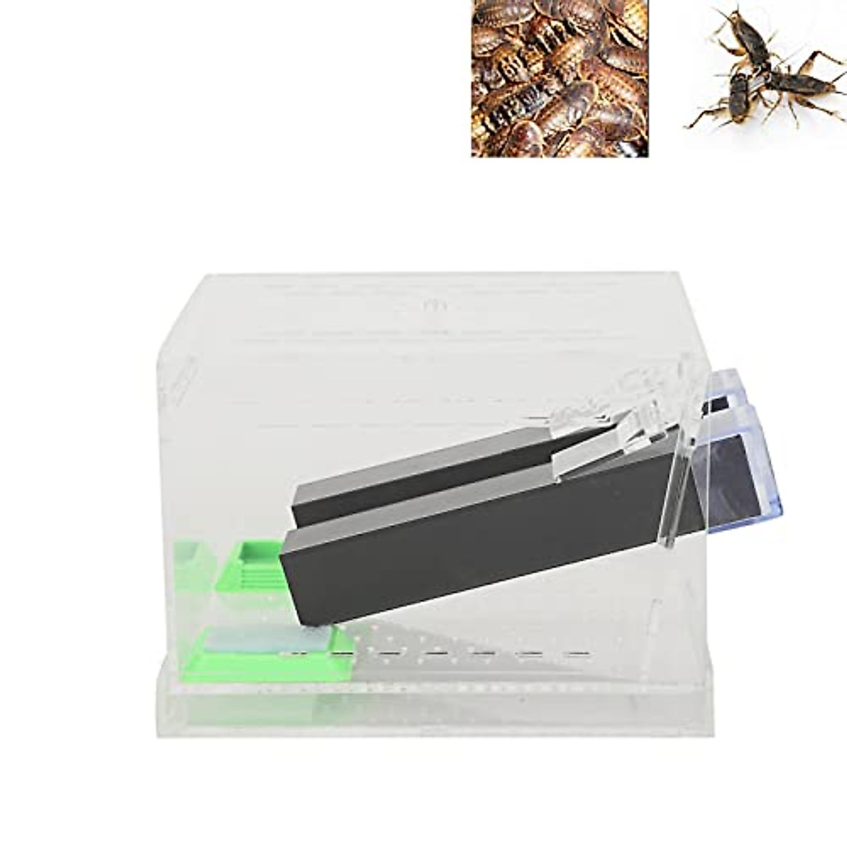 Jazar Cricket Keeper, Easy to Cricket Keeper with Tubes for Home for Office(L)