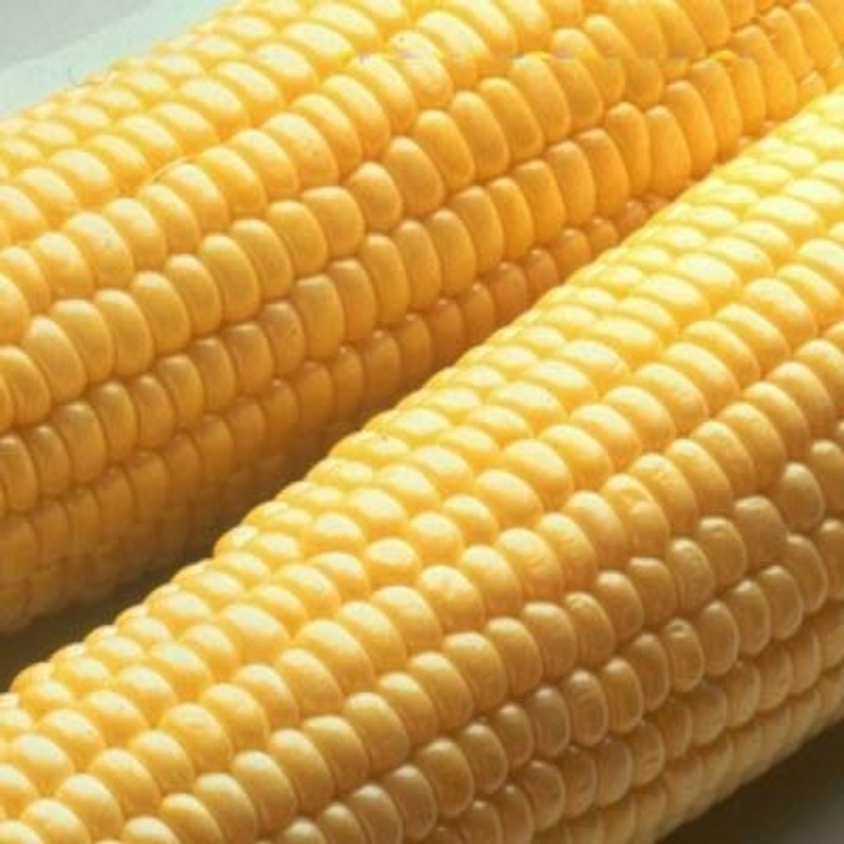 Honey Select Yellow Sweet Corn Seeds for Planting, 50+ Heirloom Seeds Per Packet, (Isla's Garden Seeds), Non GMO Seeds, Botanical Name: Zea Mays, Great Home Garden Gift