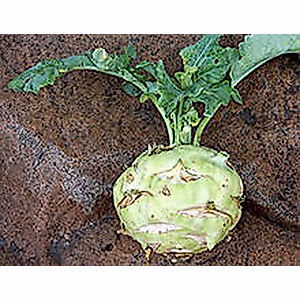 Kohlrabi Seed, Early White Vienna, Heirloom, Non GMO, 25 Seeds,
