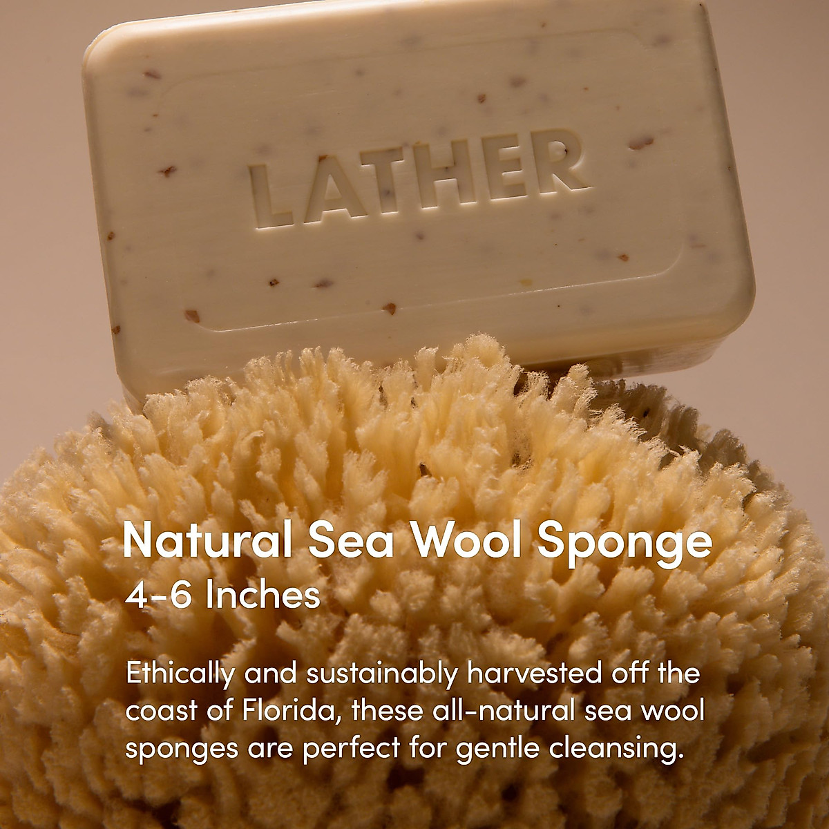 LATHER - Natural Sea Wool Sponge, 5-6" - Organic Exfoliating Body Scrubber - Soft, Gentle Cleansing - Hypoallergenic - All Skin Types - Florida Natural Loofah Sponge - Cruelty Free - Beauty & Skincare