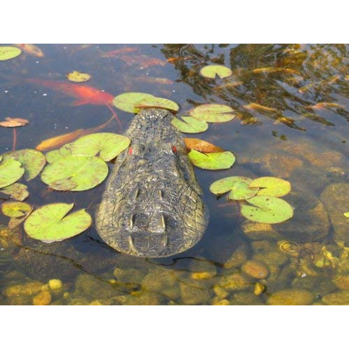 TJB-INC 22" Alligator Head Decoy & Pond Float with Reflective Eyes for Canada Geese & Blue Heron Control